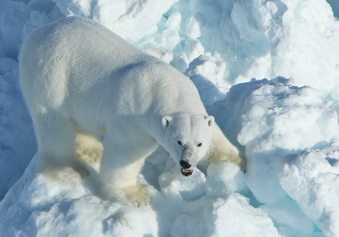 Killer bears – Craig Medred